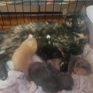 Last Chance Animal Rescue – If you're looking for a fur companion we ...