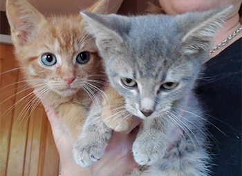 About Us – Last Chance Animal Rescue