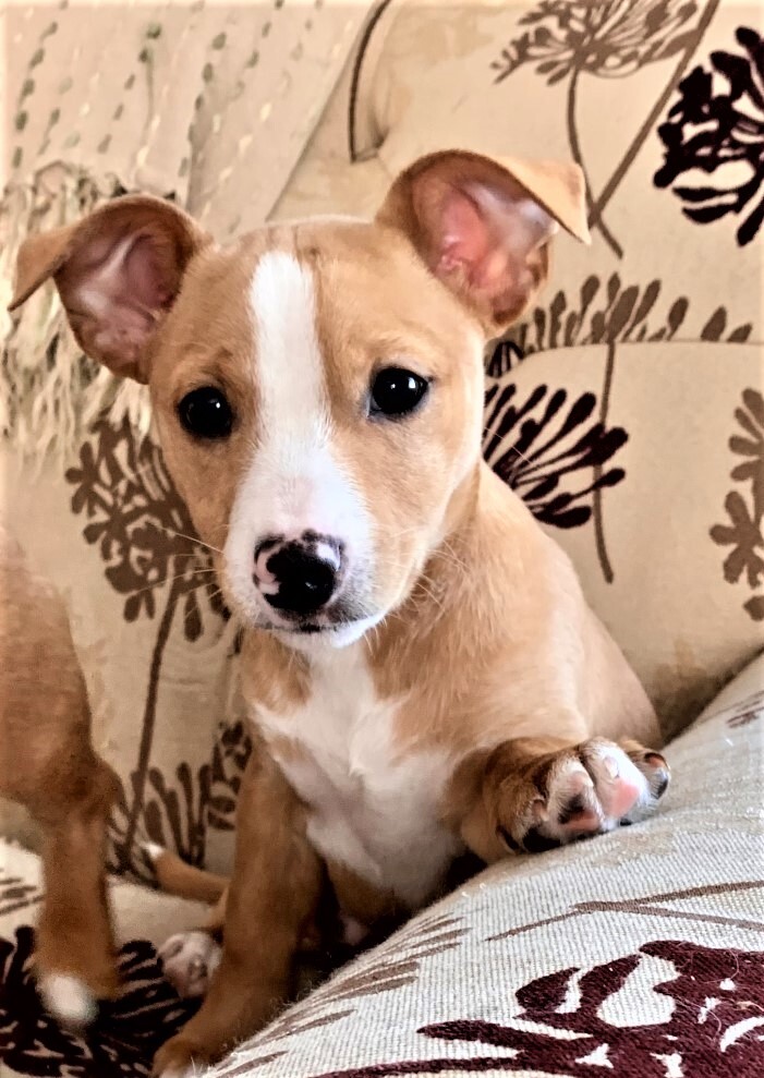 Pre-Adoption Form – Last Chance Animal Rescue