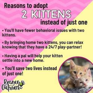 Last Chance Animal Rescue – If you're looking for a fur companion we ...