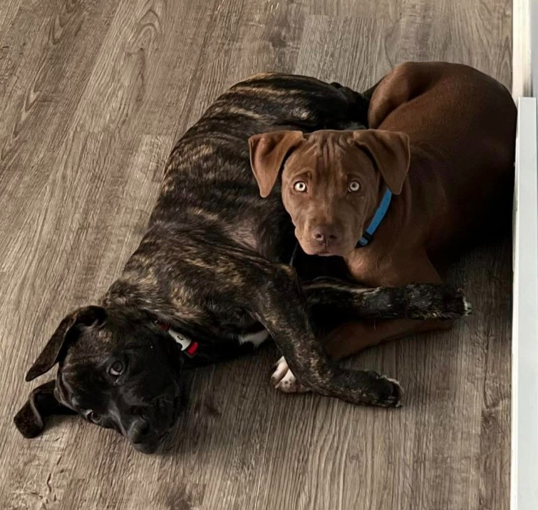 About Us – Last Chance Animal Rescue