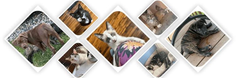 Last Chance Animal Rescue – If you're looking for a fur companion we ...